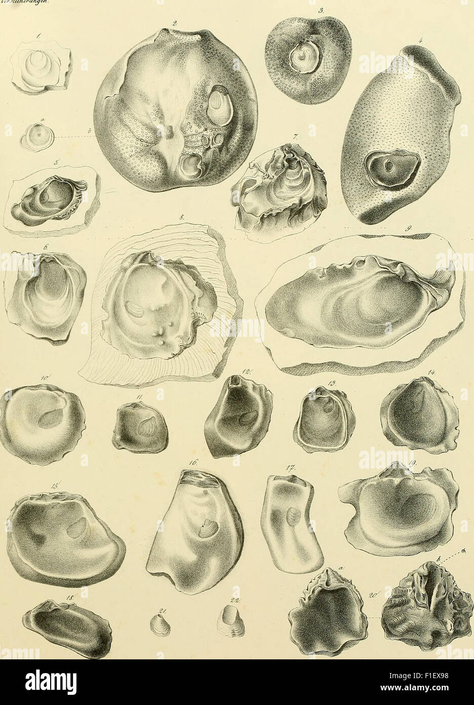 This historical work focuses on the fossilized remains found in the ...