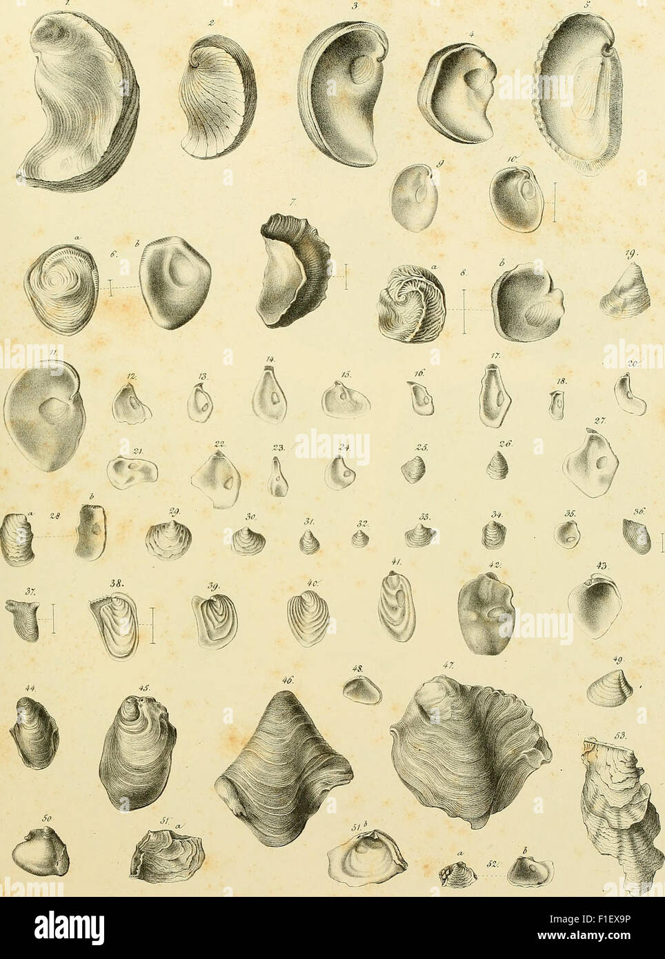 A work focusing on the fossils found in the Bohemian Chalk Formation ...