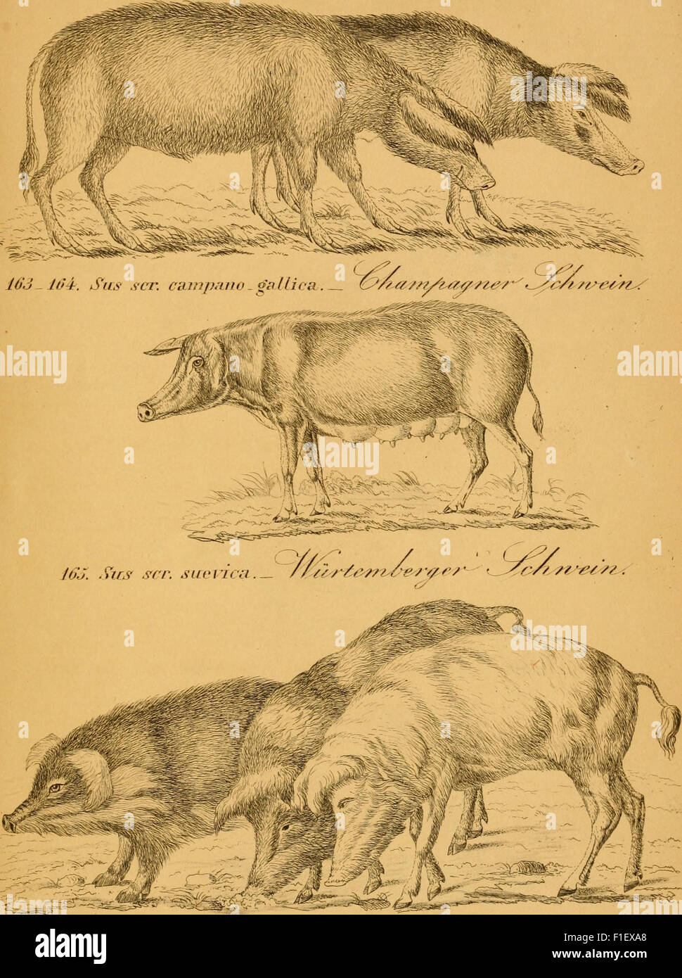 This 1845 publication is a comprehensive natural history of both ...