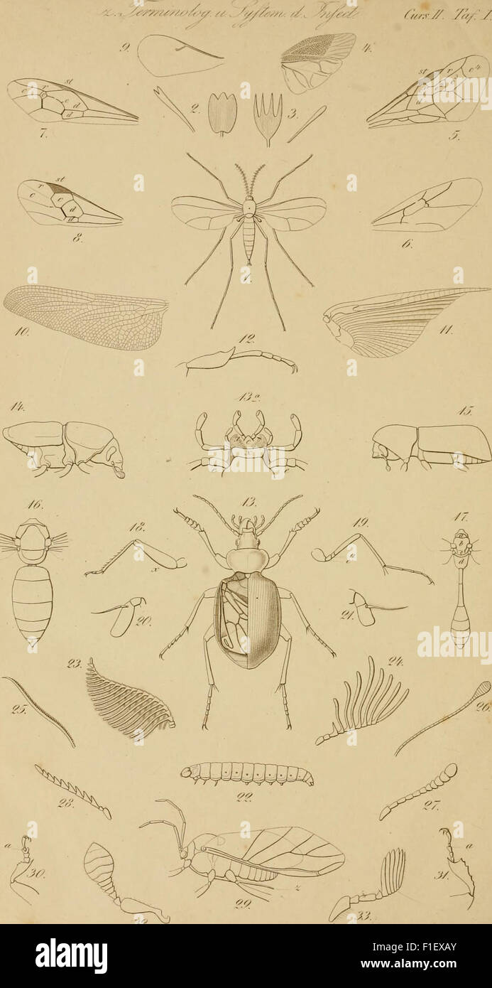 This 1876 manual provides a comprehensive guide on forest pests and ...