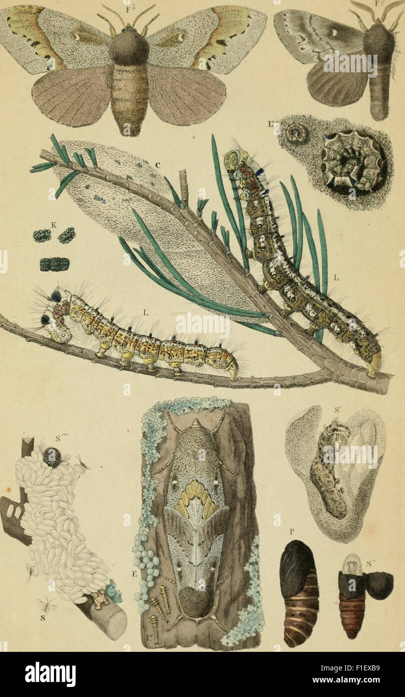 A detailed work on forest pests and their natural enemies, including ...