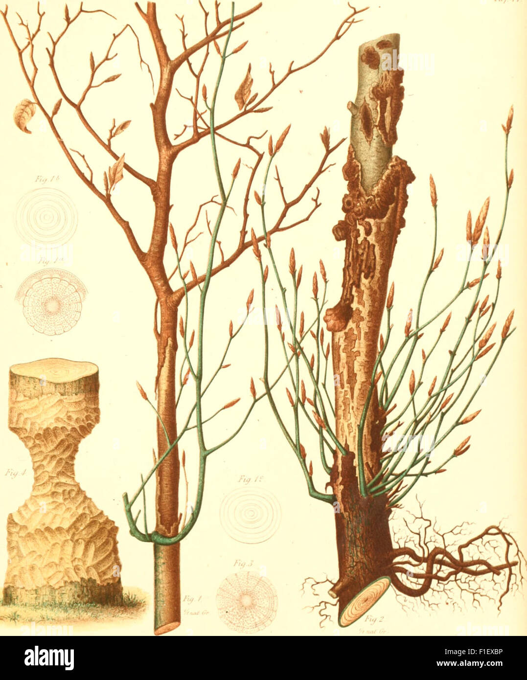 This 1866 work discusses the damage caused to living trees in forests ...