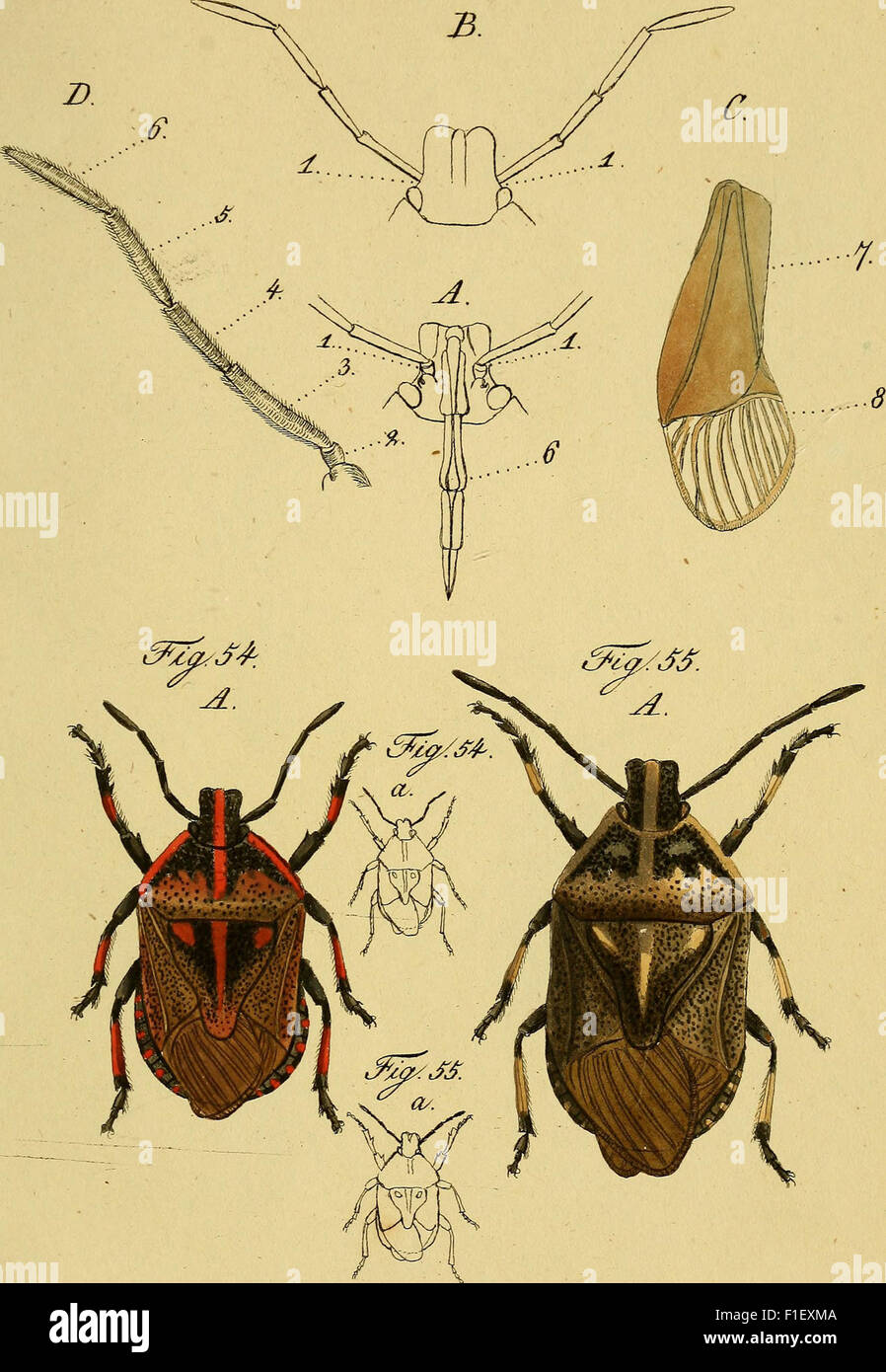 This 1831 German work features detailed illustrations of true bugs ...