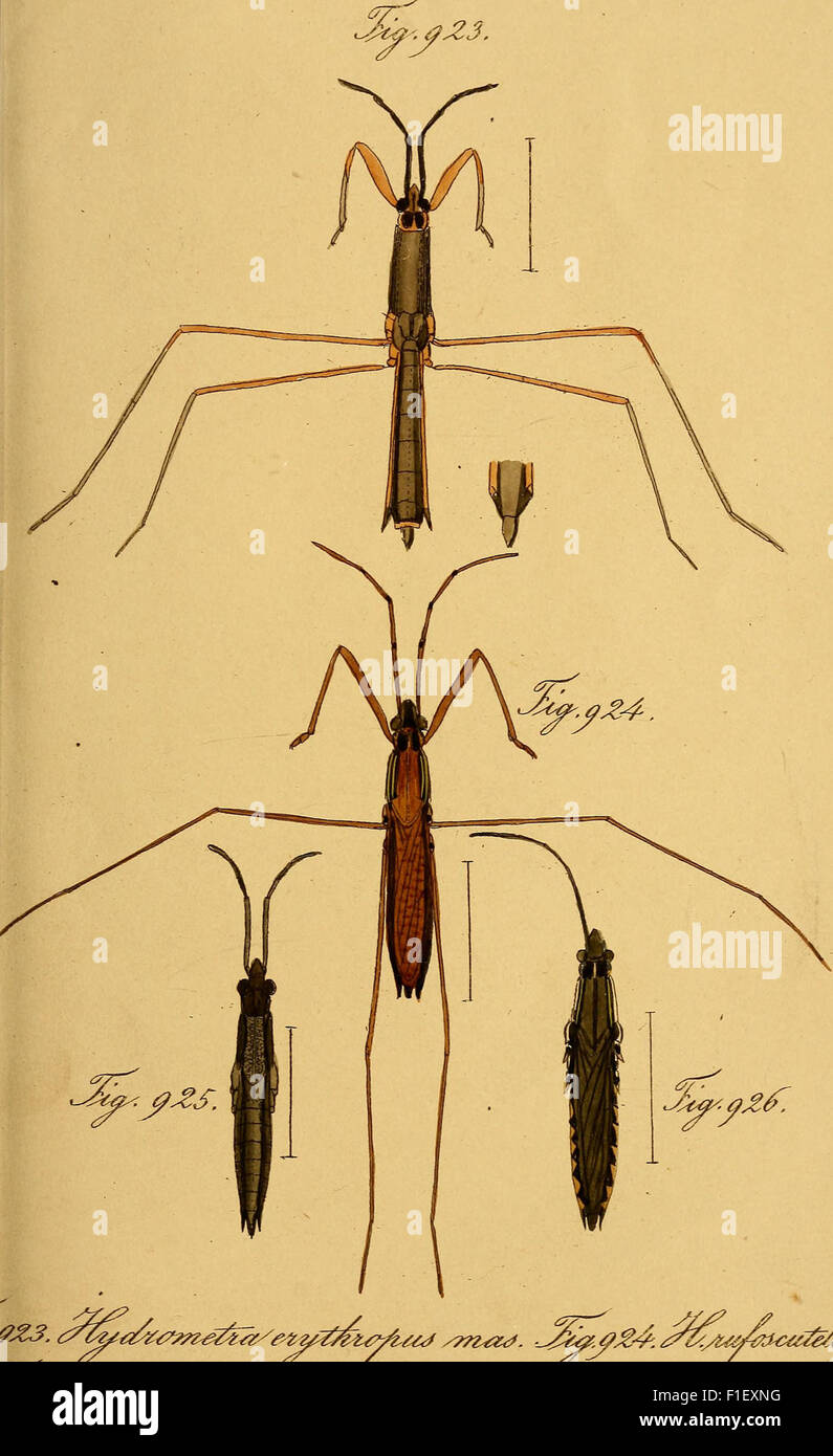 Die wanzenartigen Insecten (The Hemipteroid Insects) is an 1831 work ...