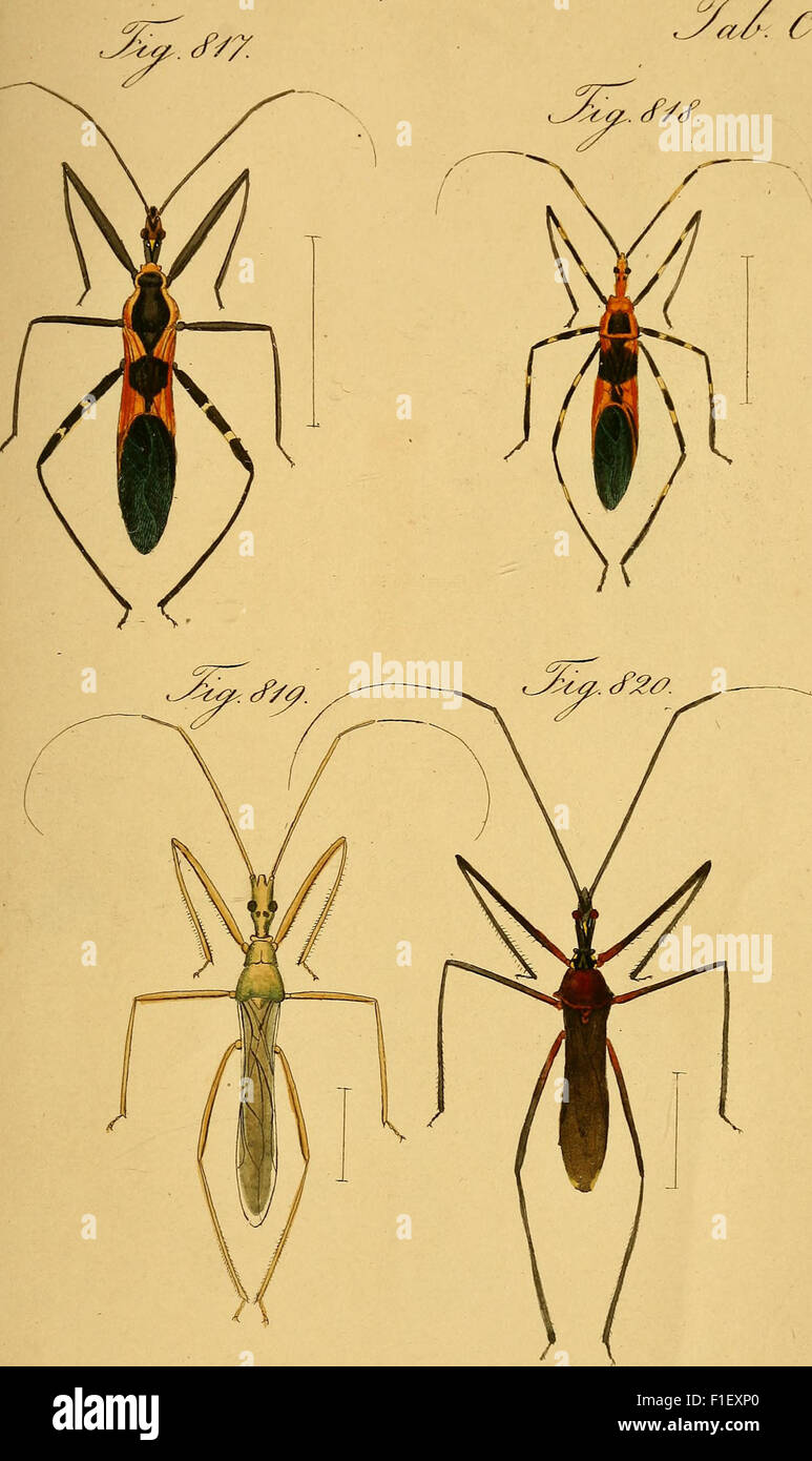 An 1831 German work illustrating and describing true bugs (Hemiptera ...