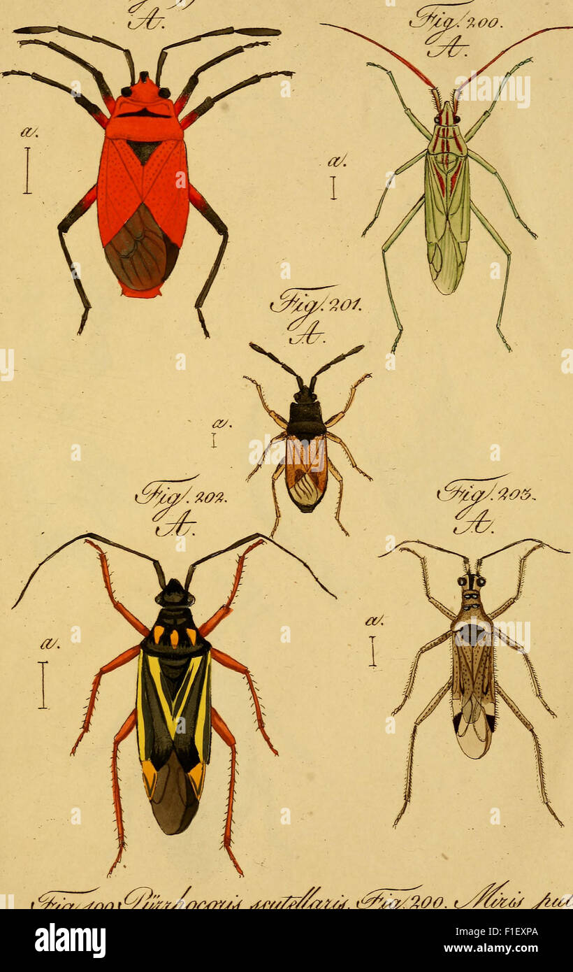 This 1831 German work *Die wanzenartigen Insecten* presents accurate depictions and descriptions ...