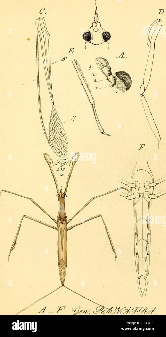 This 1831 work provides accurate illustrations and descriptions of the ...