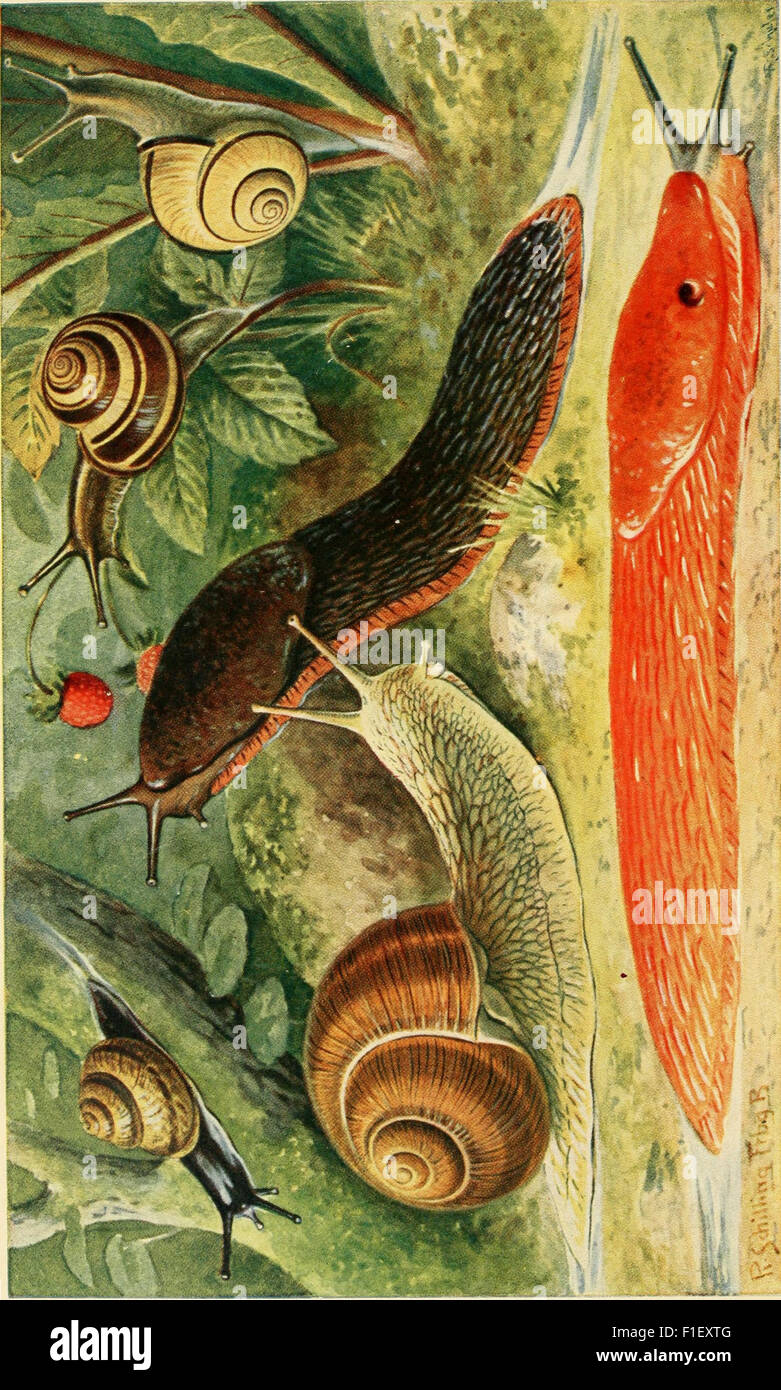 'Die Weichtiere Deutschlands' (1909) is a biological work that presents ...