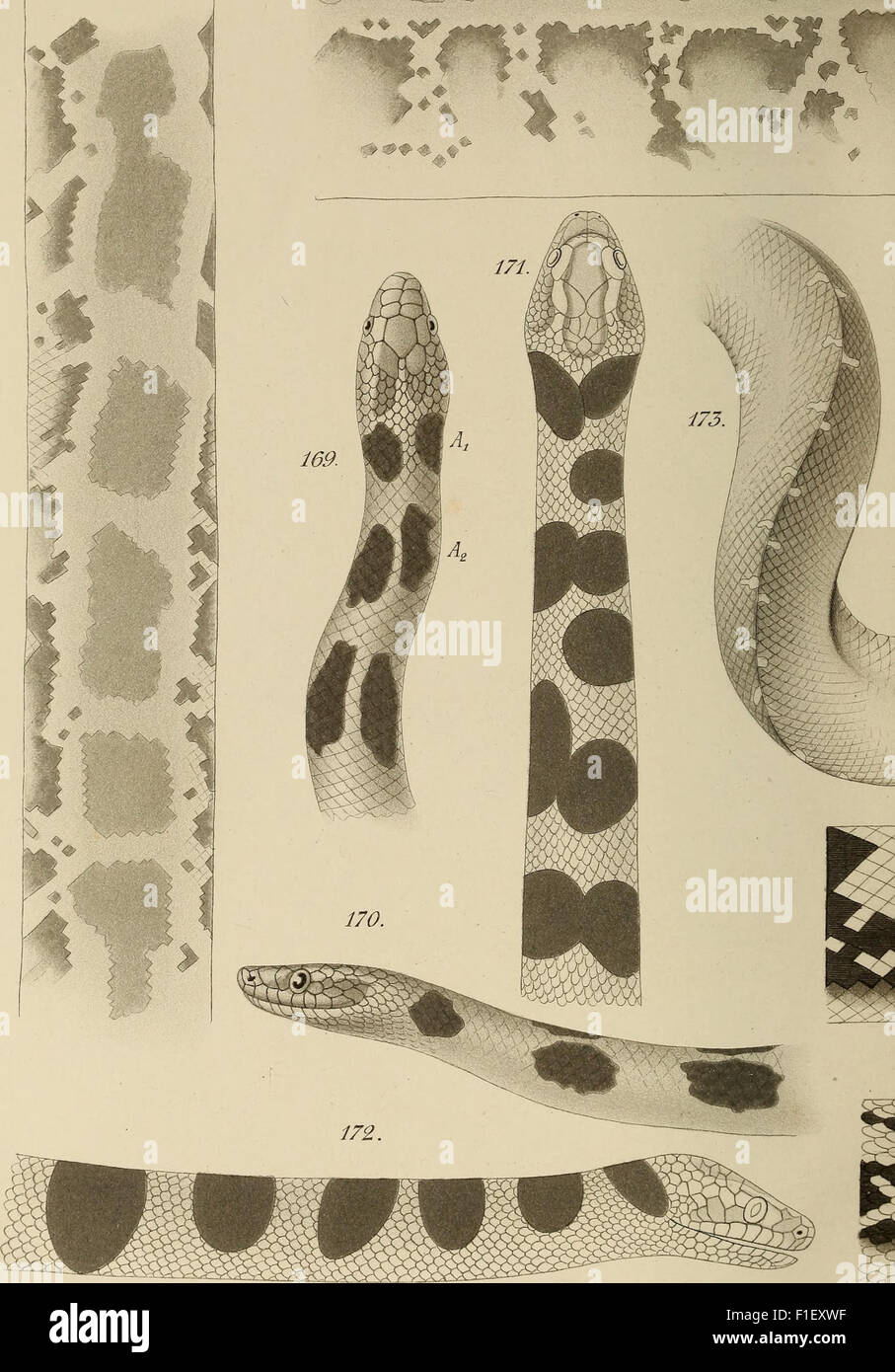 This 1898 book, 'Die Zeichnung der Boiden,' features detailed ...