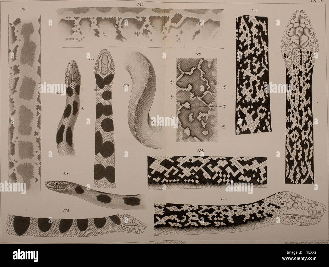 This 1898 work provides illustrations and studies of boids (a group of ...