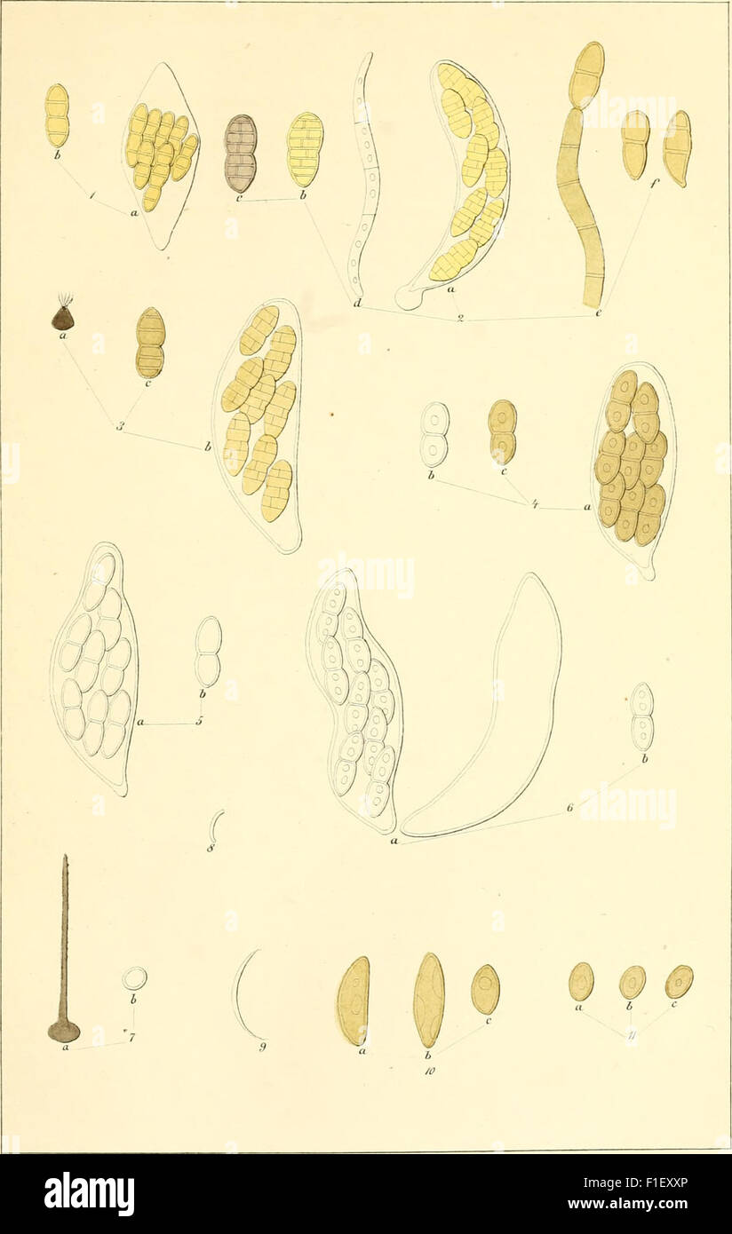 This 1873 work documents the Second German North Polar Expedition (1869 ...