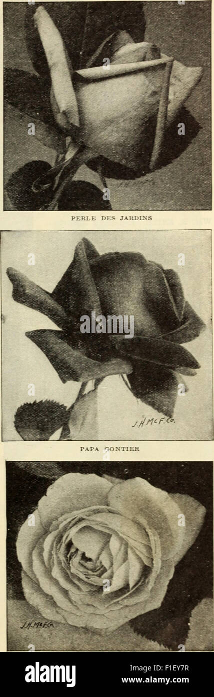 Dingee guide to rose culture (1909 Stock Photo - Alamy