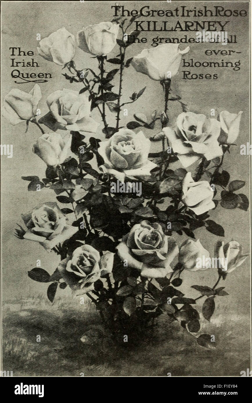 This 1913 guide to rose culture provides practical advice and ...