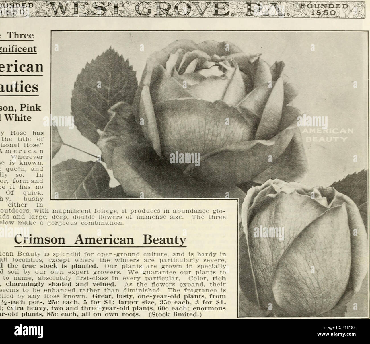 This 1913 guide provides practical advice on growing roses, covering ...