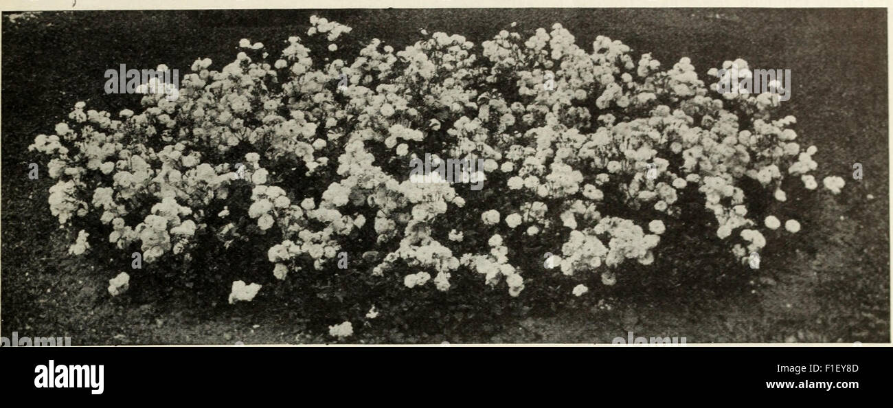 The Dingee Guide to Rose Culture (1913) provides detailed advice and ...