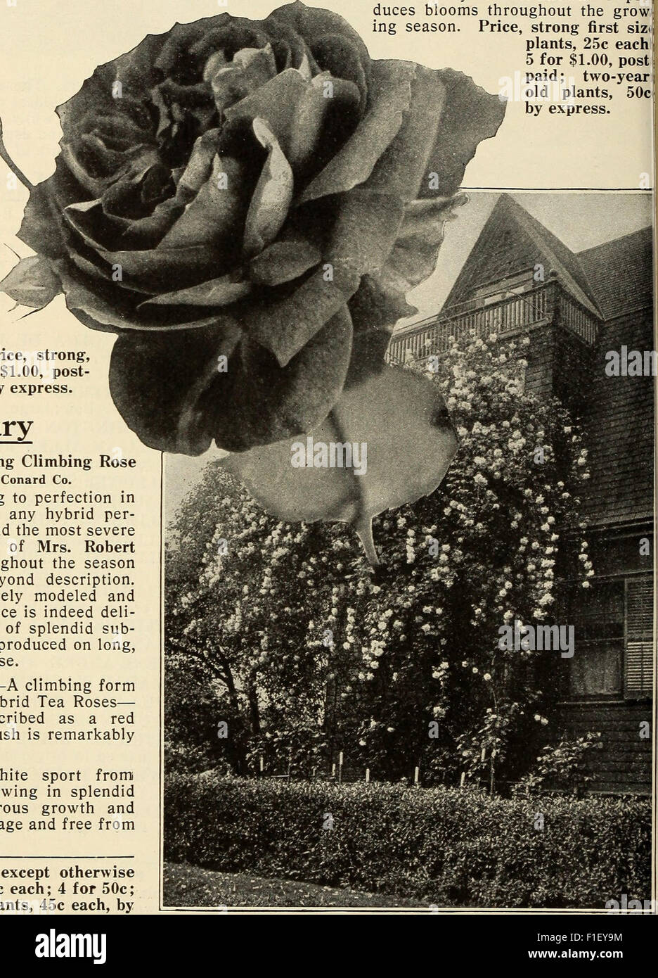 The 1916 *Dingee Guide to Rose Culture* is a detailed manual for ...