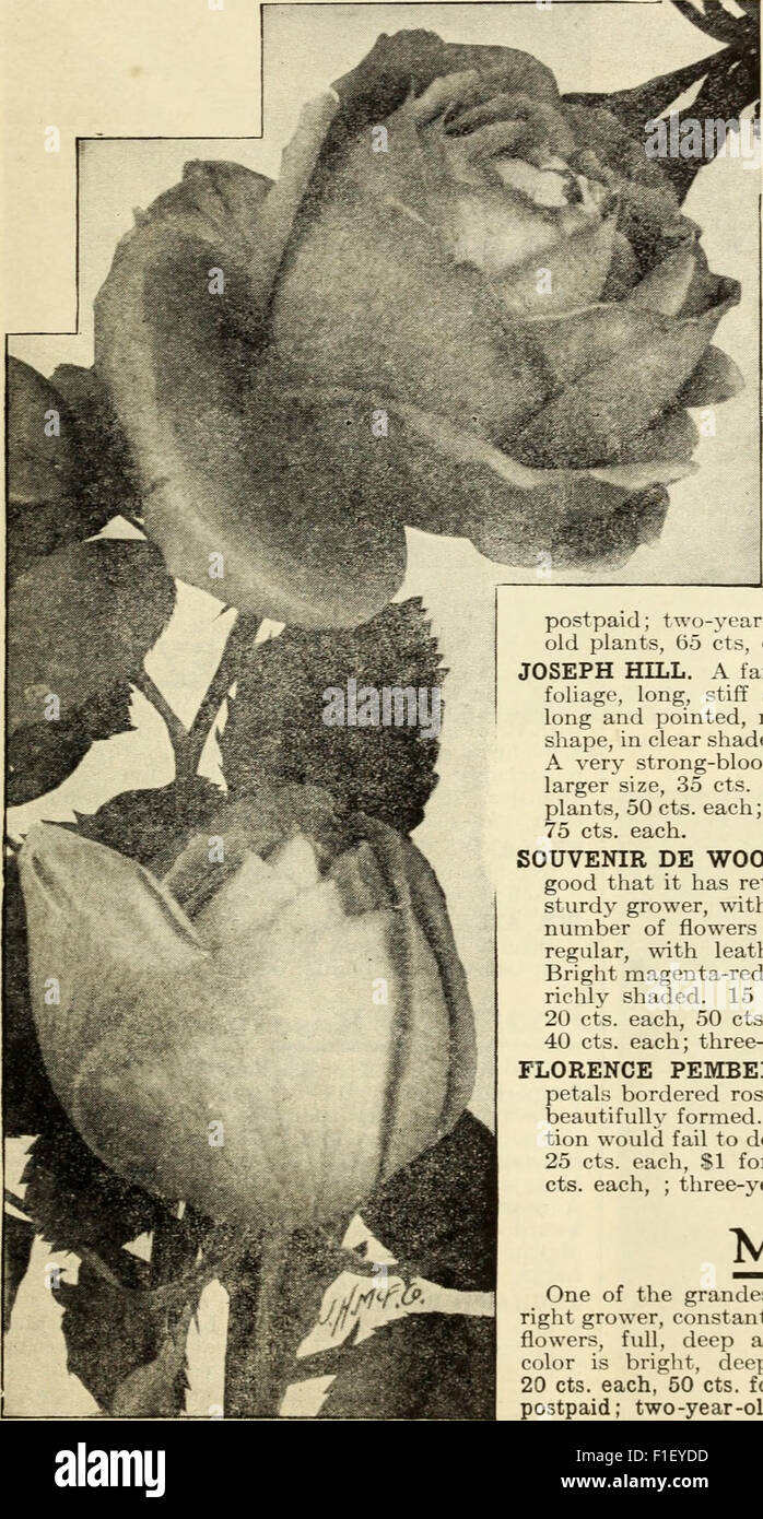 The 'Dingee Guide to Rose Culture' (1850-1910) provides historical ...