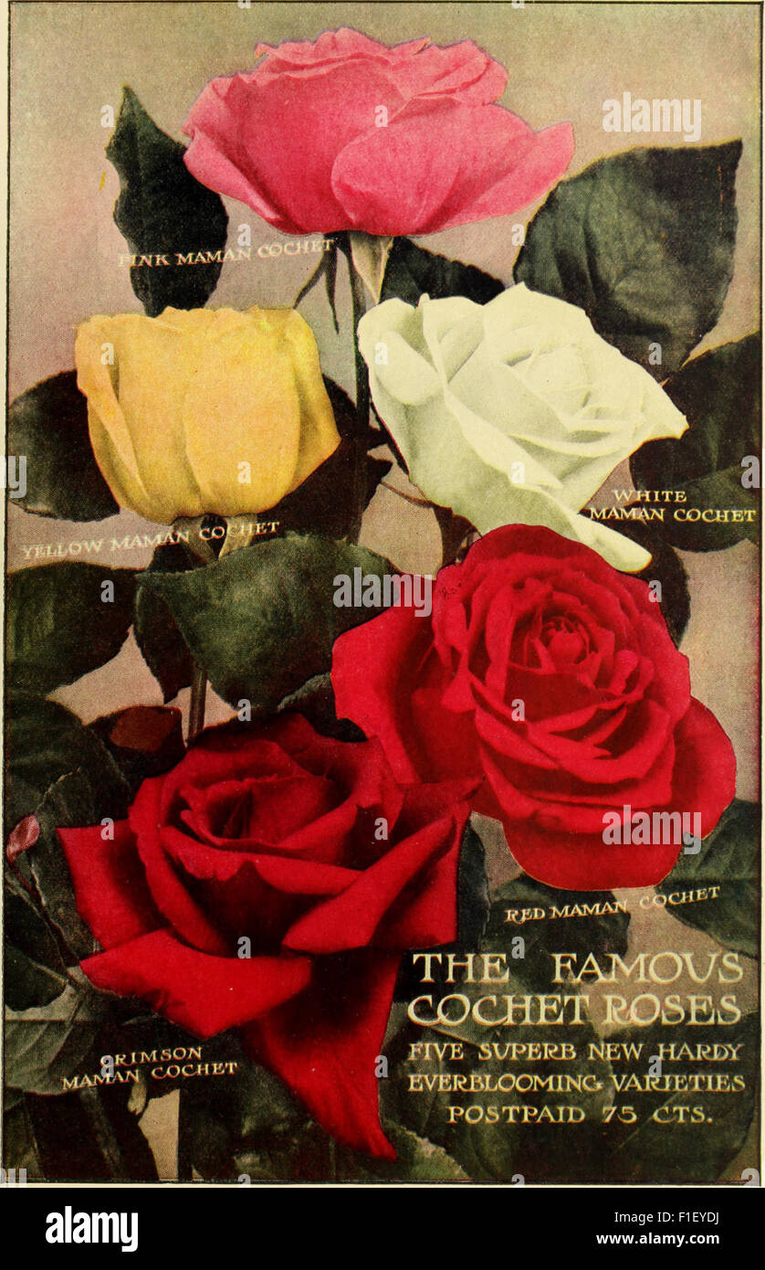 Dingee guide to rose culture - 1850 1910 (1910 Stock Photo - Alamy