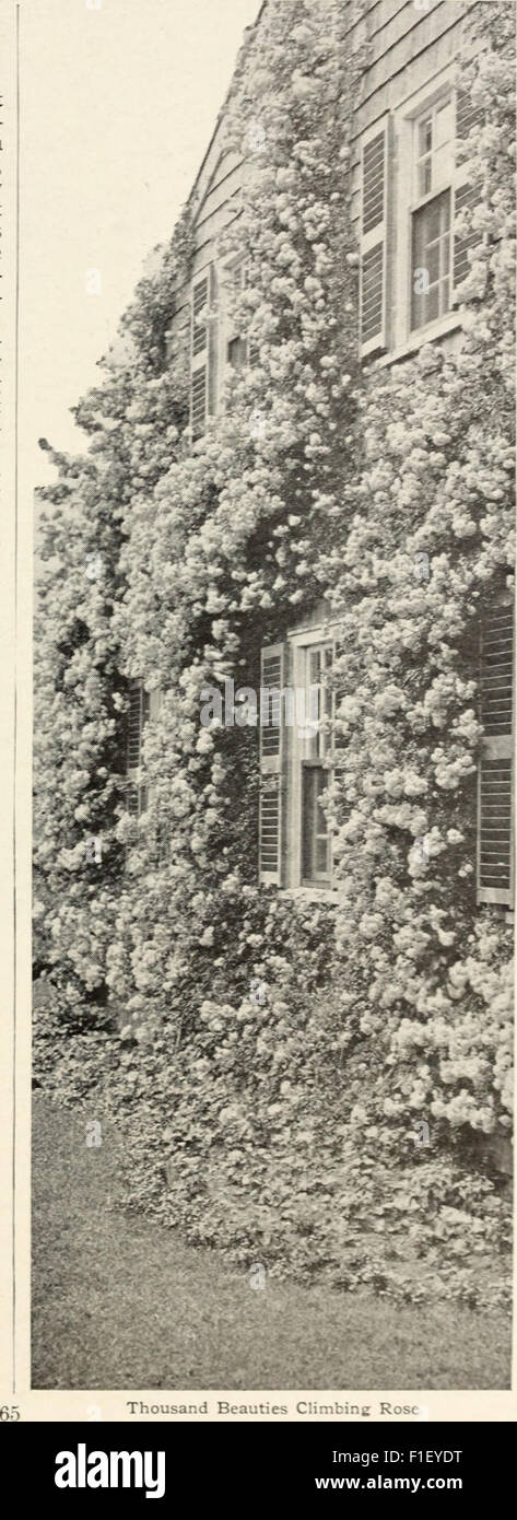 Dingee guide to rose culture - 1850 1911 (1911 Stock Photo - Alamy
