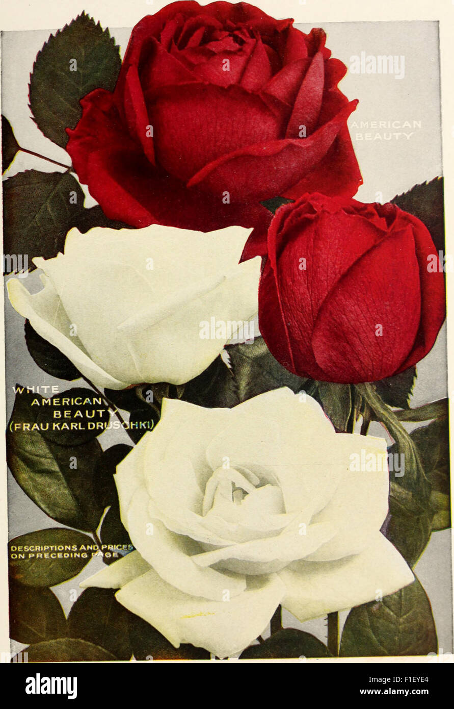 Dingee guide to rose culture - 1850 1912 (1912 Stock Photo - Alamy