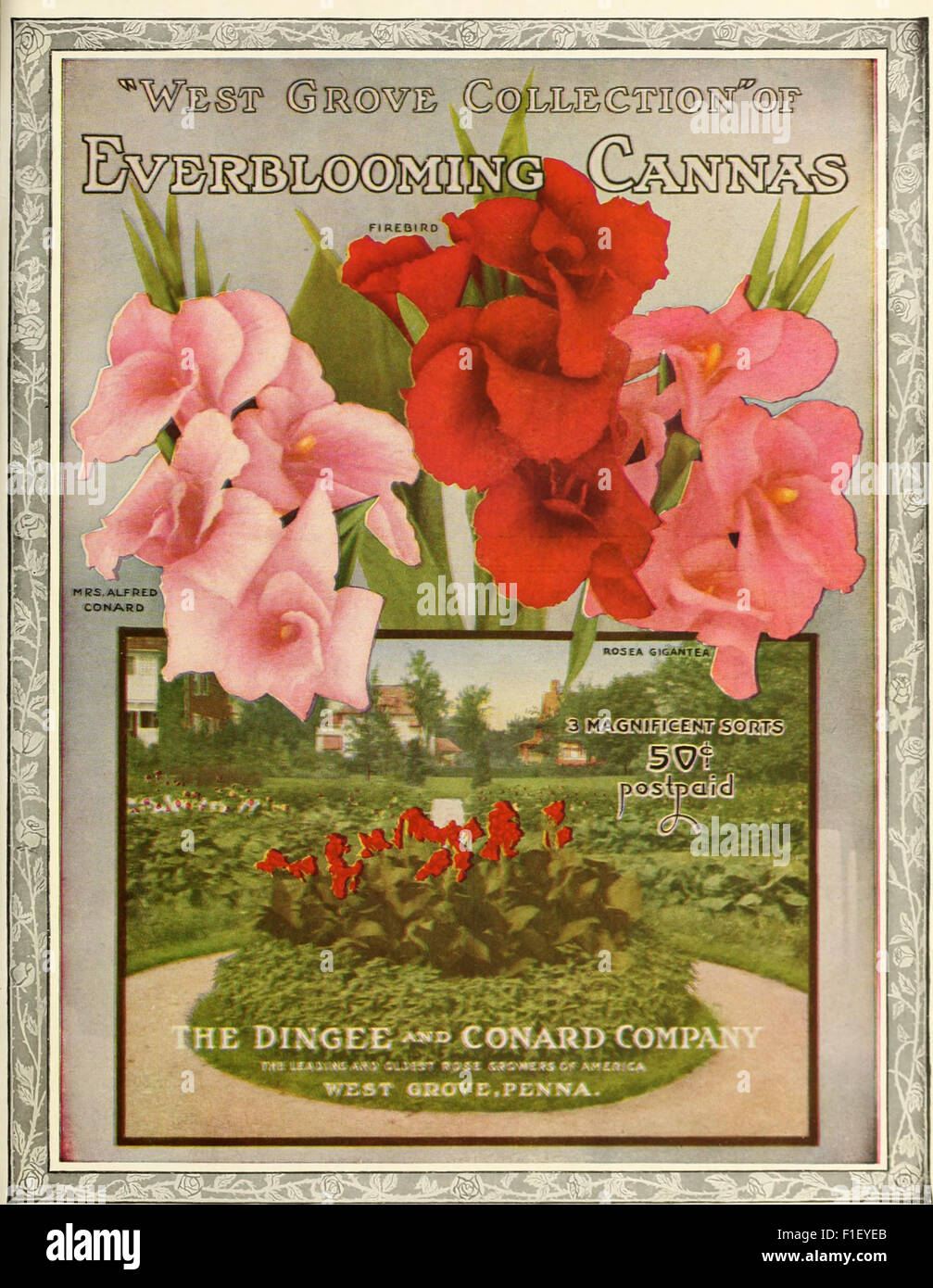Dingee guide to rose culture - 1917 (1917 Stock Photo - Alamy