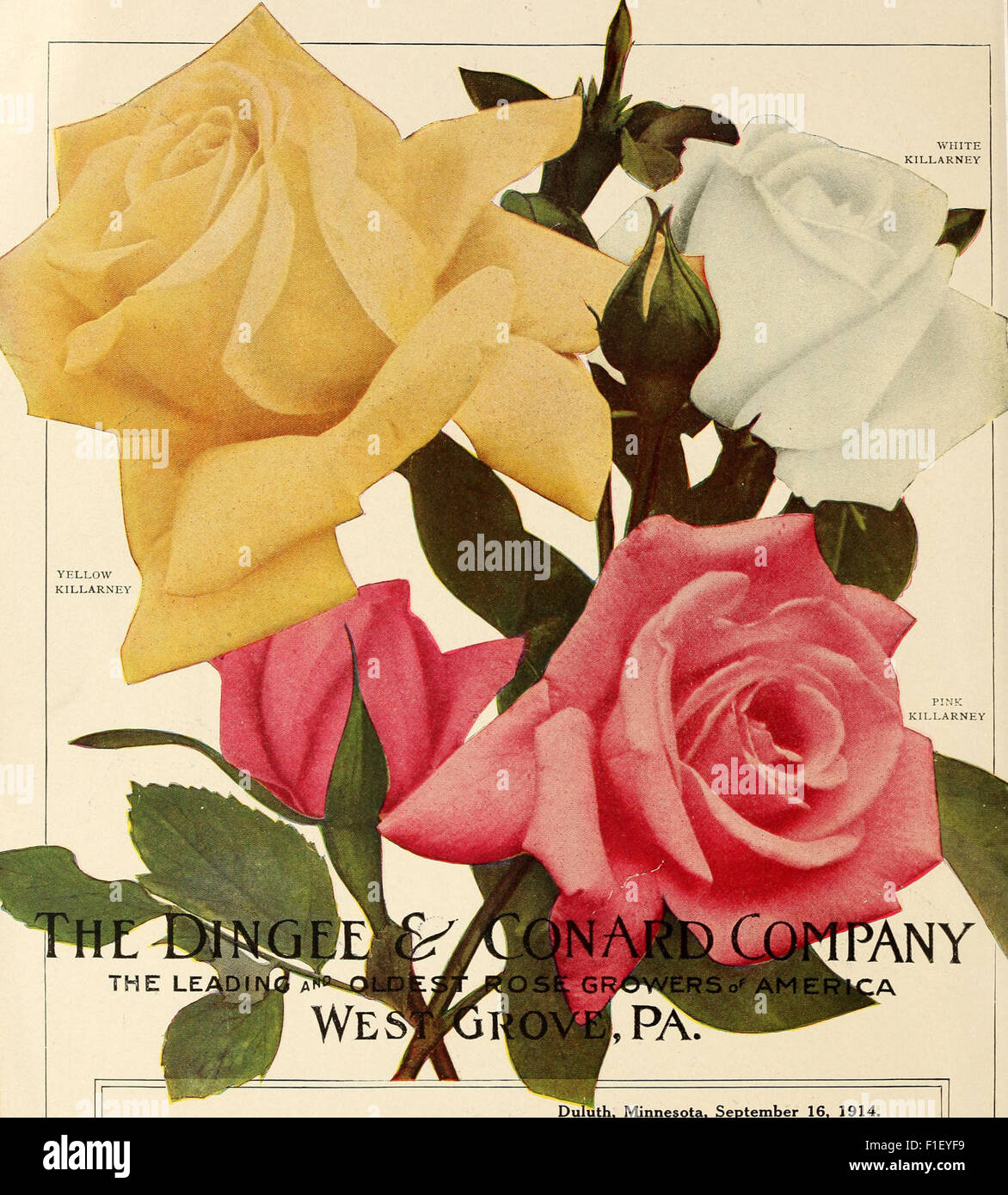 This 1915 guide provides expert advice on cultivating roses, offering ...