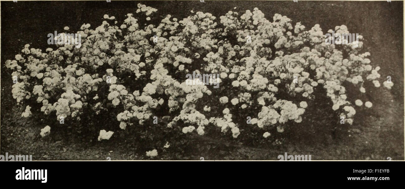 The *Dingee Guide to Rose Culture* (1915) is a comprehensive resource ...