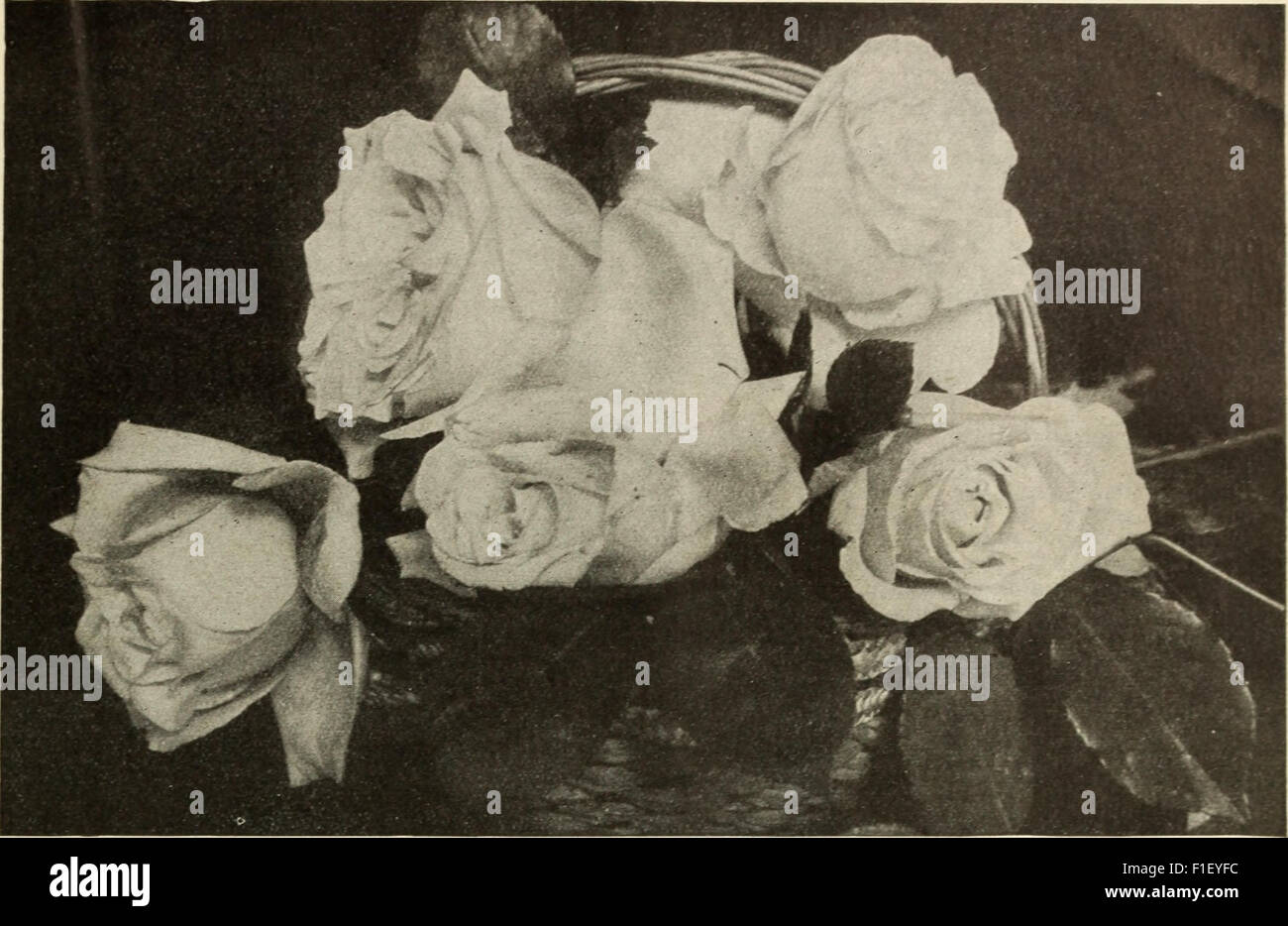 Dingee guide to rose culture - for more than 60 years an authority ...