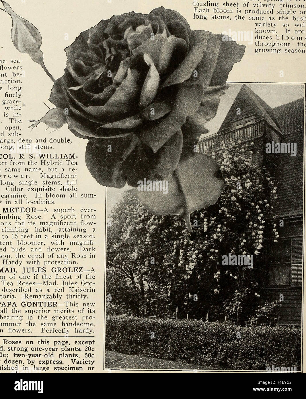 Dingee guide to rose culture - for more than 60 years an authority 1918 ...