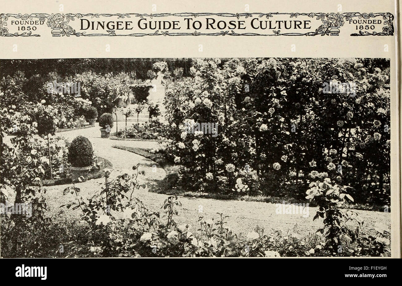 This 1918 guide to rose culture offers detailed advice on growing and ...