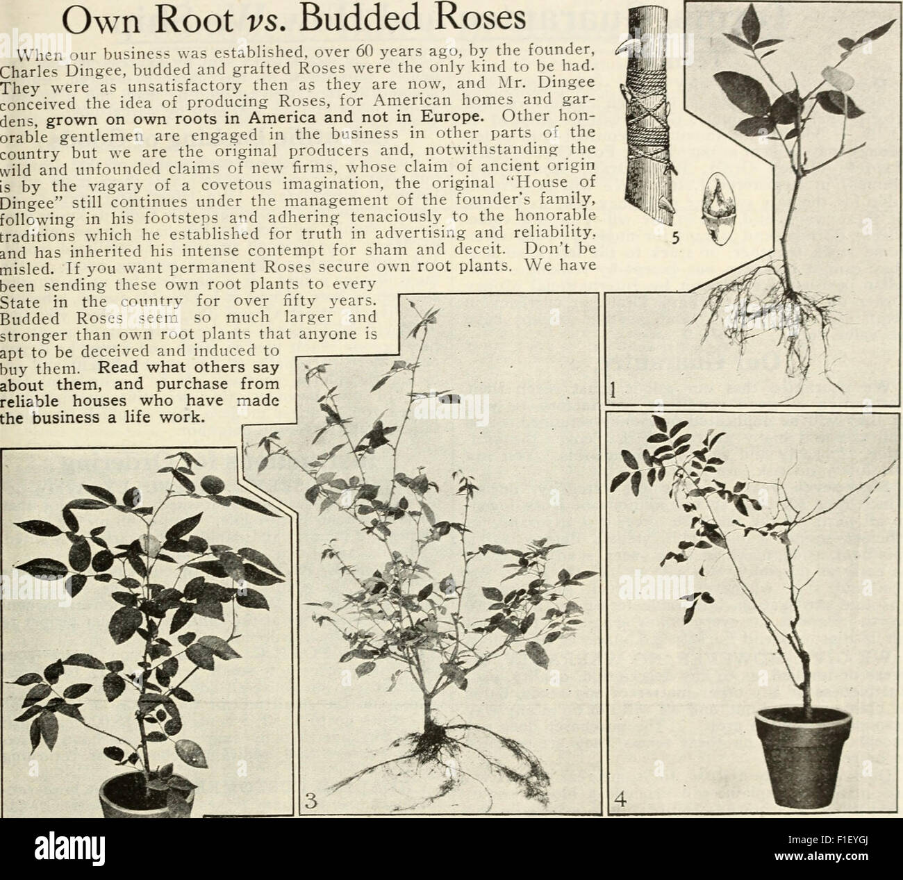 The 'Dingee Guide to Rose Culture' (1918) is a comprehensive manual for ...