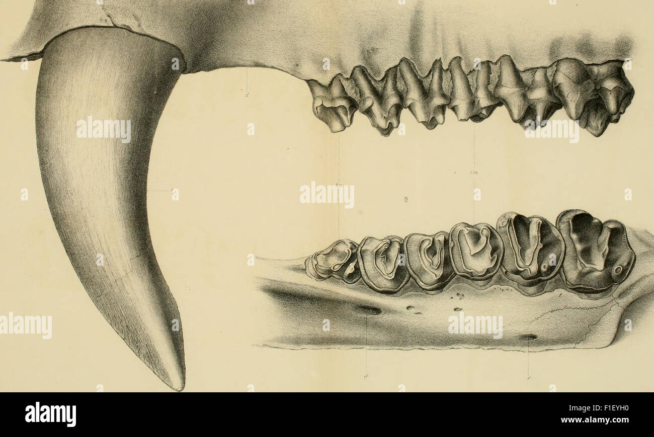 *Dinocerata* (1886) is a detailed monograph documenting an extinct ...