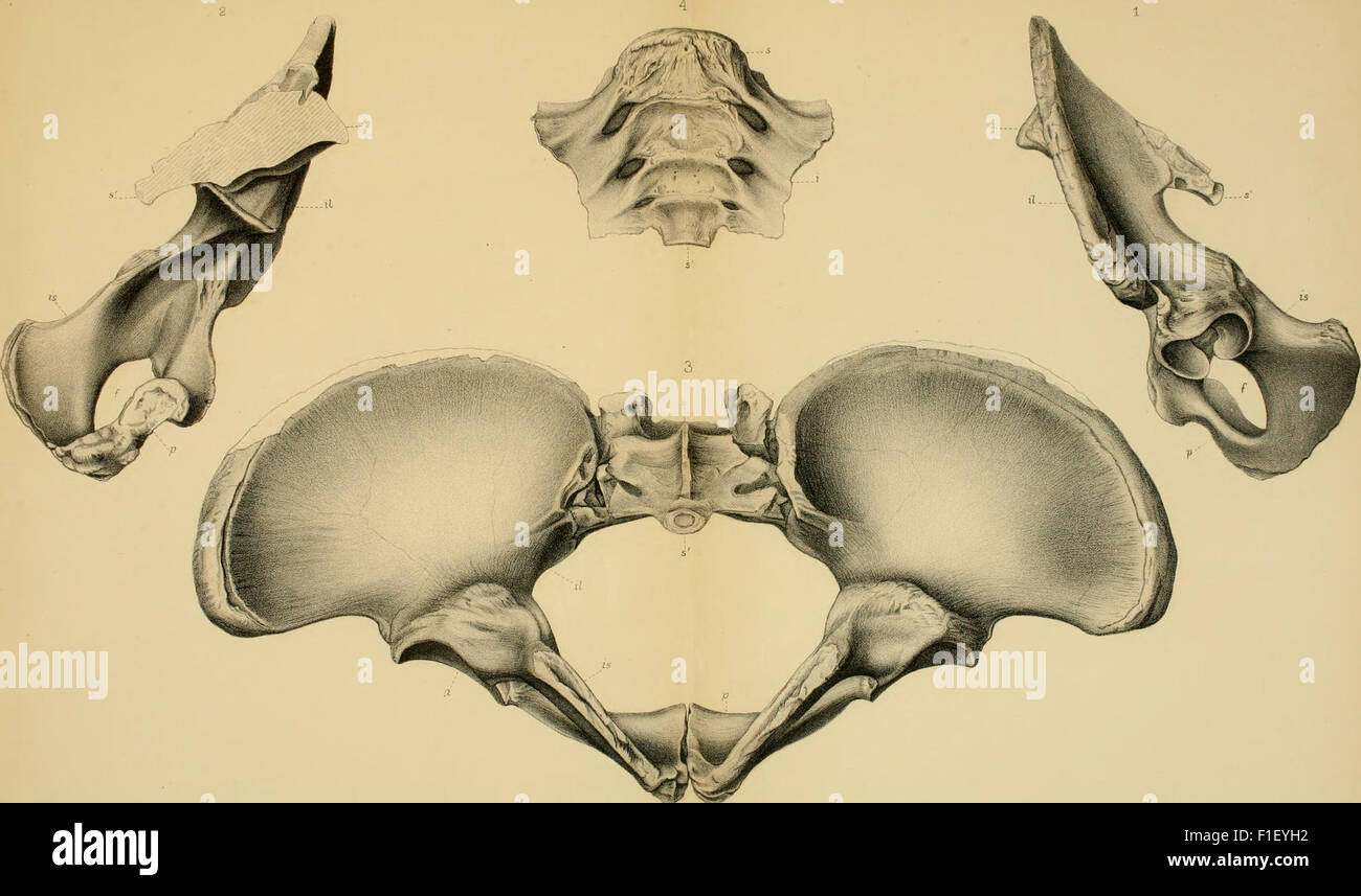 Dinocerata - a monograph of an extinct order of gigantic mammals (1886 ...