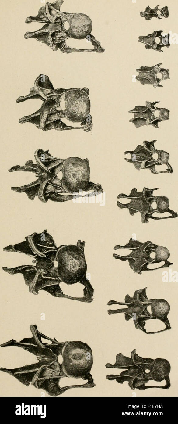 This 1901 work explores the osteology, taxonomy, and potential habits ...