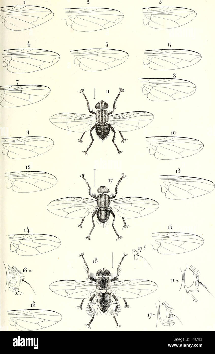 This 1838 work focuses on newly discovered or lesser-known exotic ...