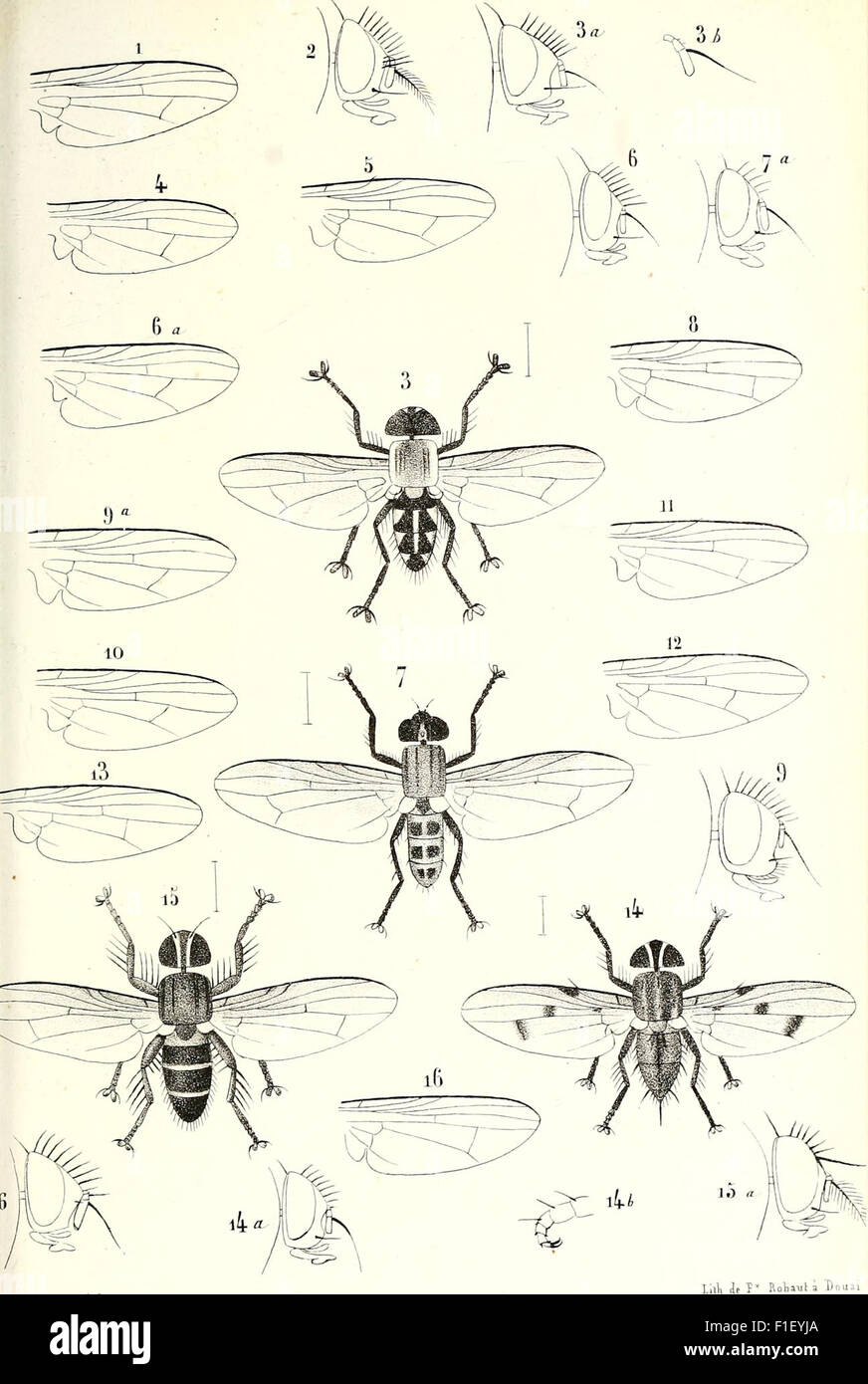 'Diptères exotiques nouveaux ou peu connus' (Exotic and Little-Known ...