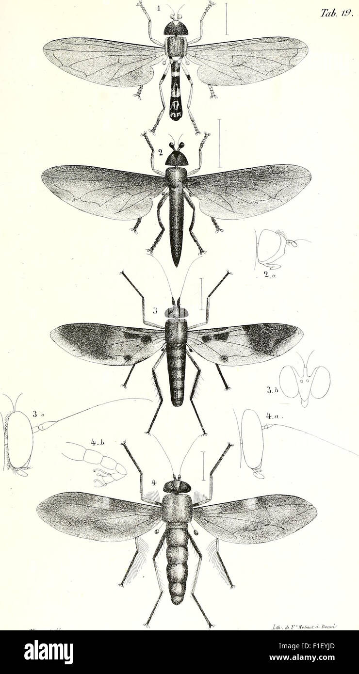 *Diptères Exotiques Nouveaux ou Peu Connus* (1838) is a vintage work ...