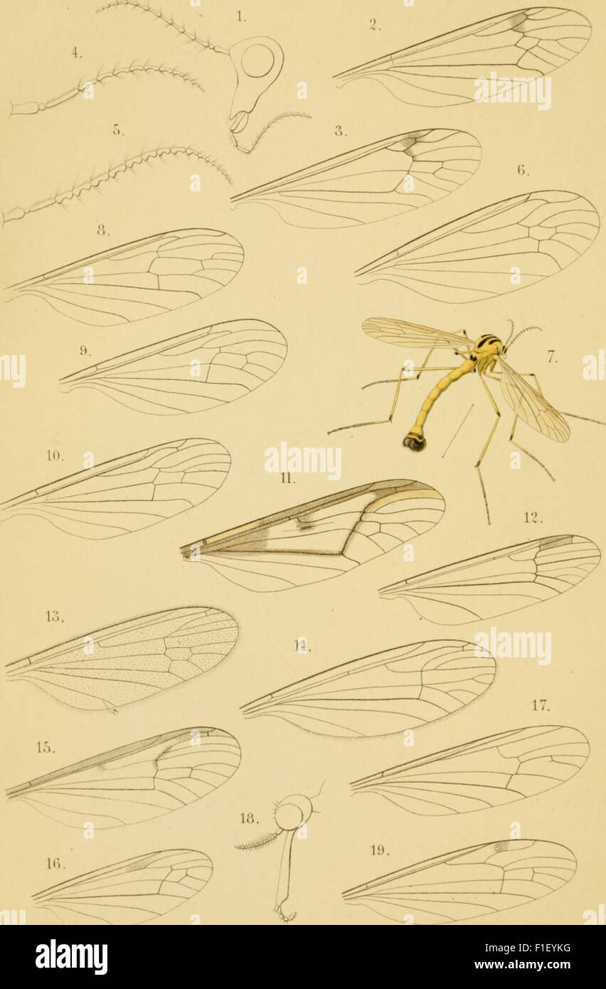 *Diptera neerlandica* (1877) covers the two-winged insects of the ...