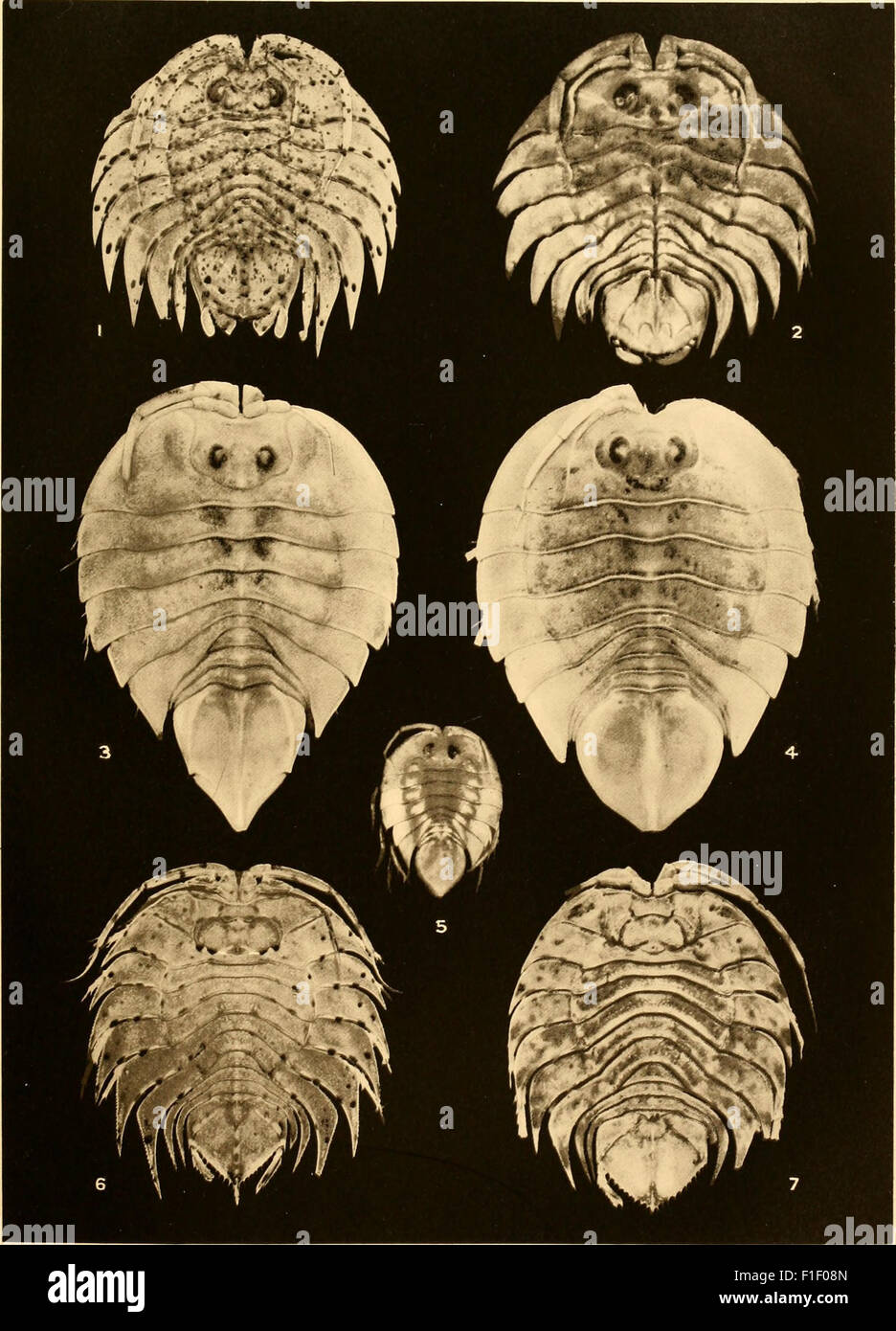 The *Discovery Reports* (1933) is a scientific journal documenting ...