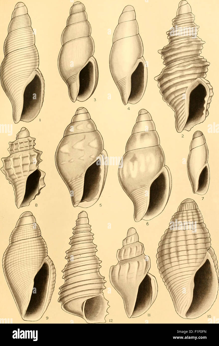 ‘Discovery Reports’ (1937) is a scientific journal documenting findings ...