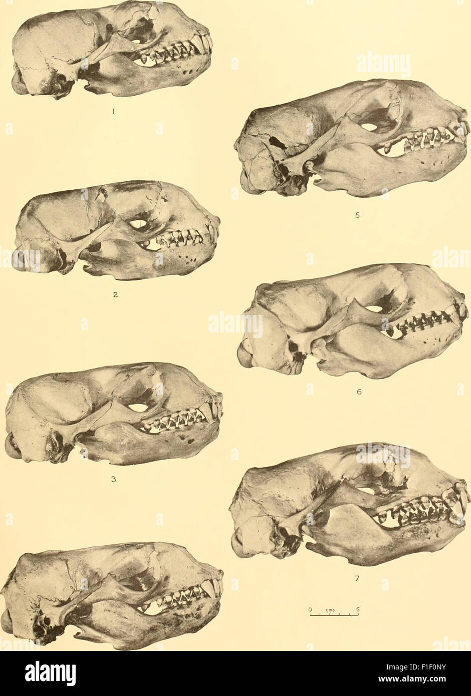 The 1940 Discovery Reports continue documenting new biological ...