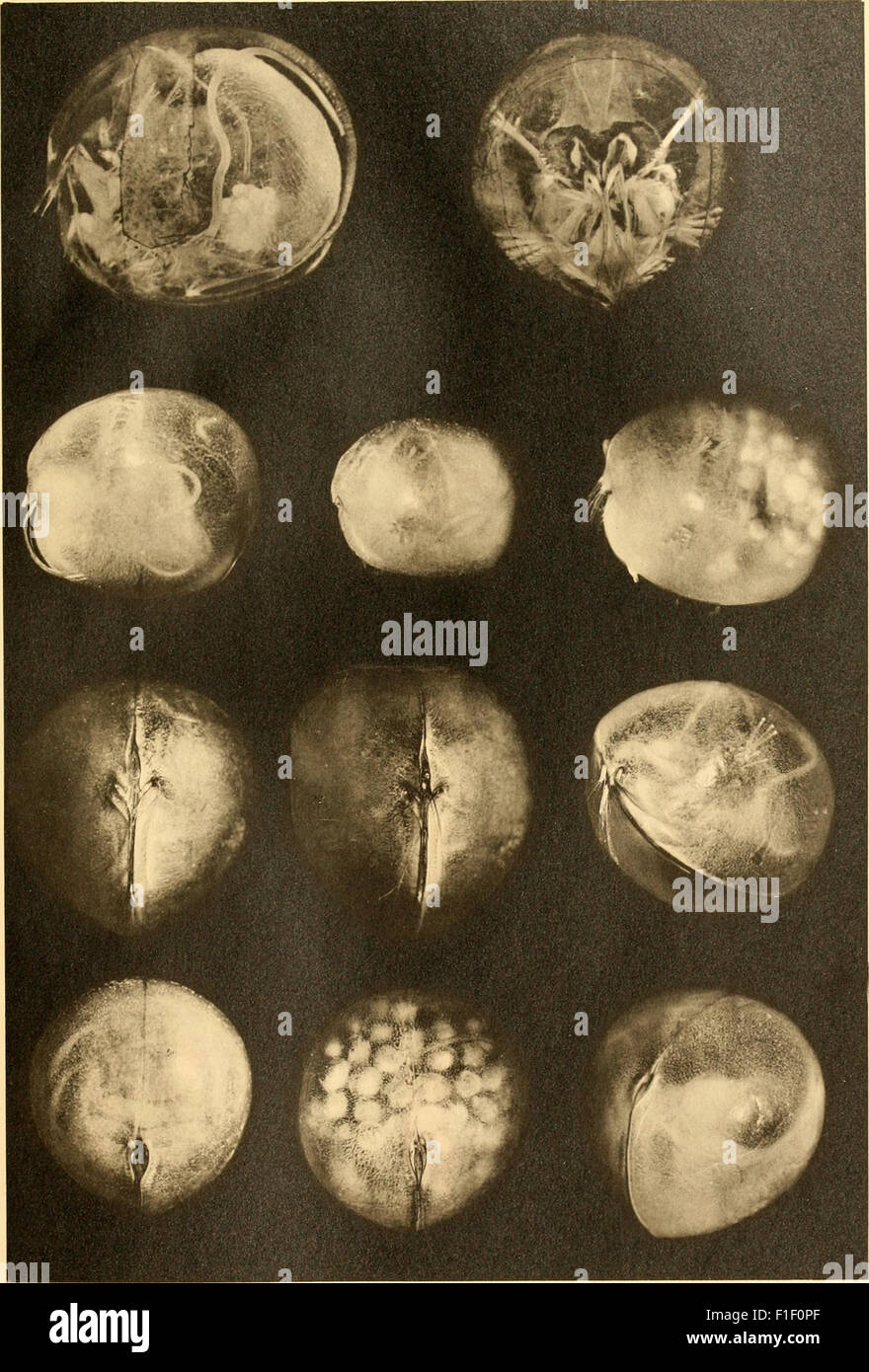 The 1940 edition of 'Discovery Reports' provides detailed scientific ...