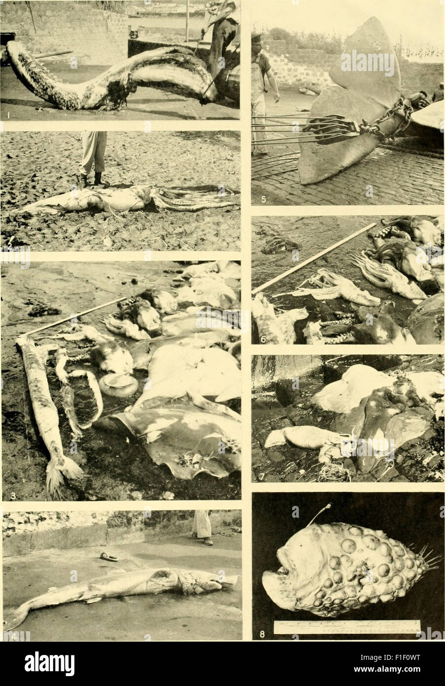 *Discovery Reports* (1957) presents scientific findings from the ...