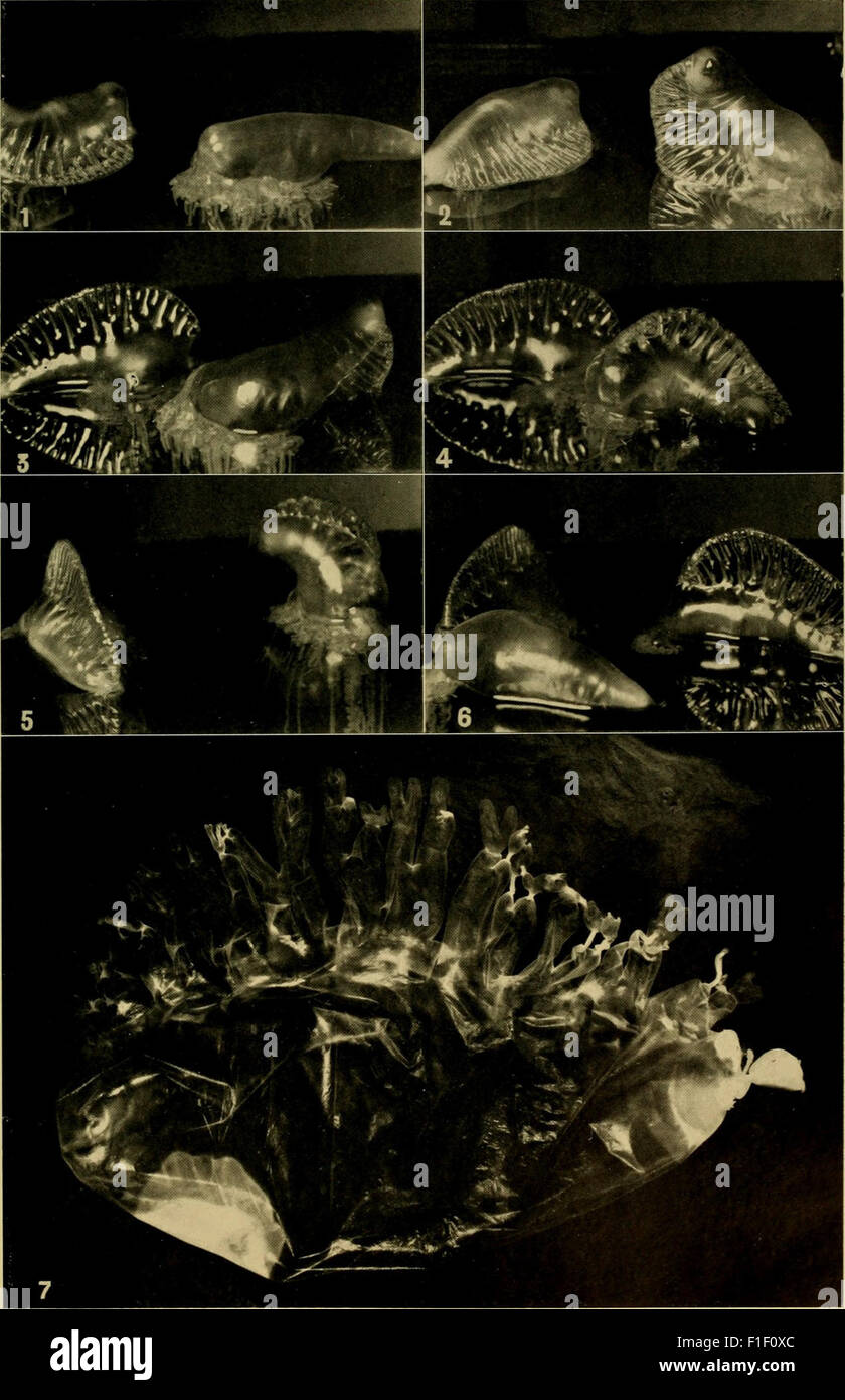 The 1962 edition of *Discovery Reports* presents scientific findings ...