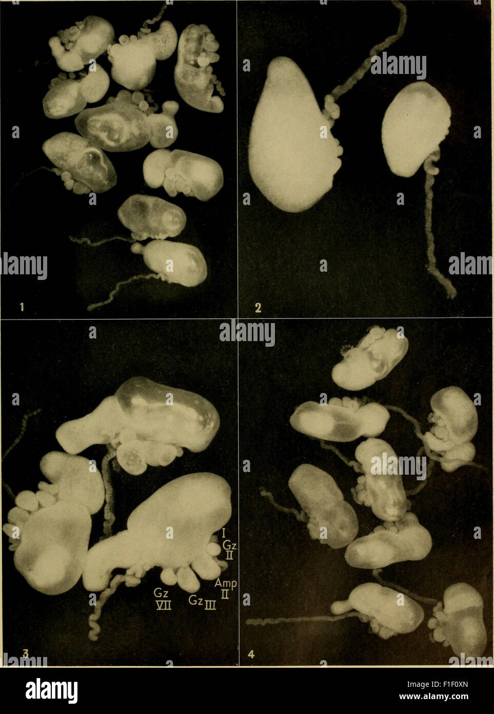 A collection of scientific reports from 1962 detailing various ...