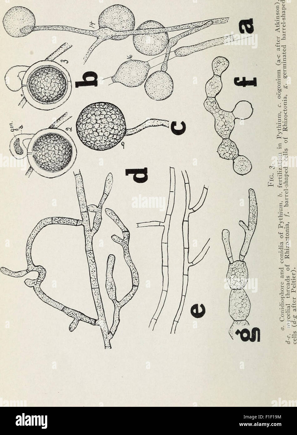 An illustration from 'Diseases of Greenhouse Crops and Their Control ...