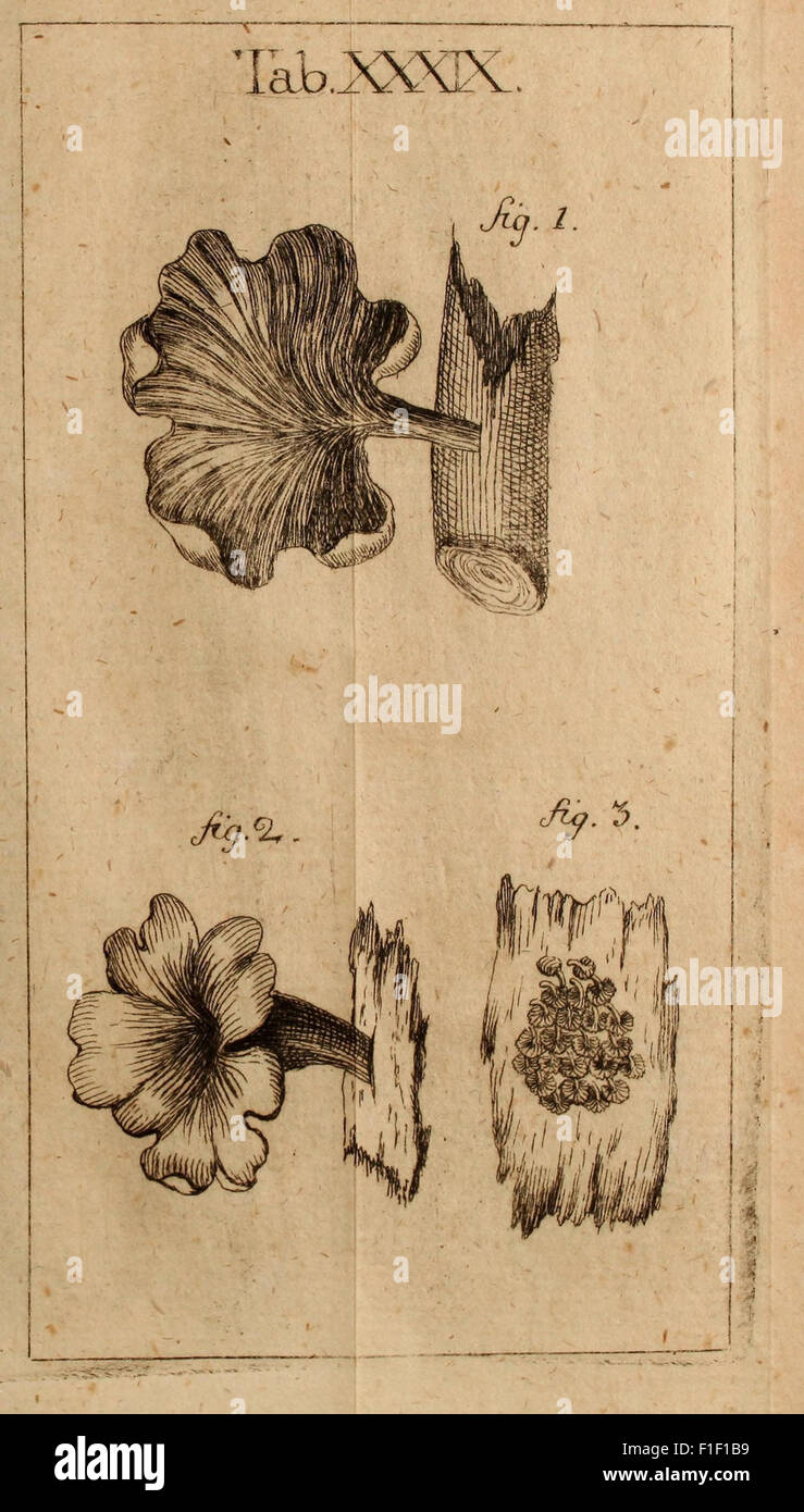 Dissertationes ad scientiam naturalem pertinentes Stock Photo - Alamy