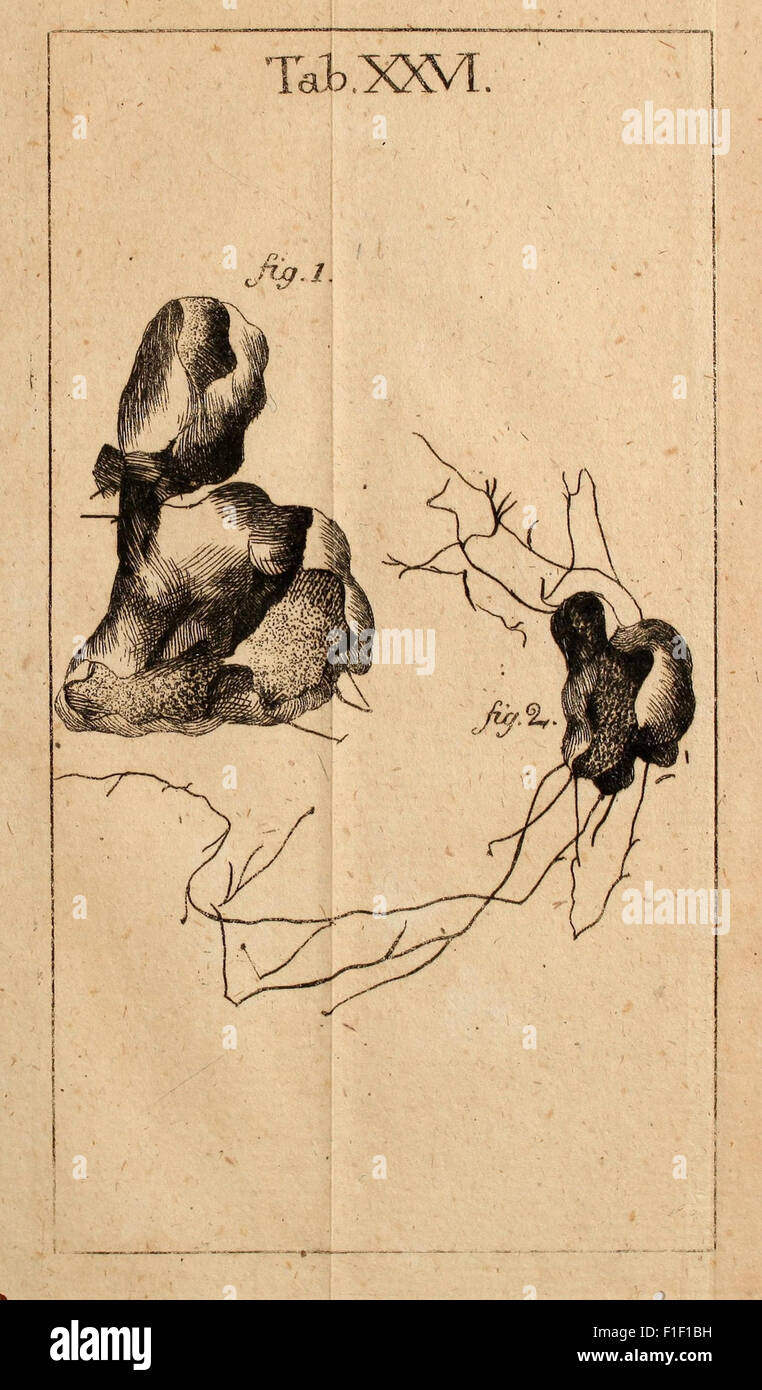 Dissertationes ad scientiam naturalem pertinentes Stock Photo - Alamy