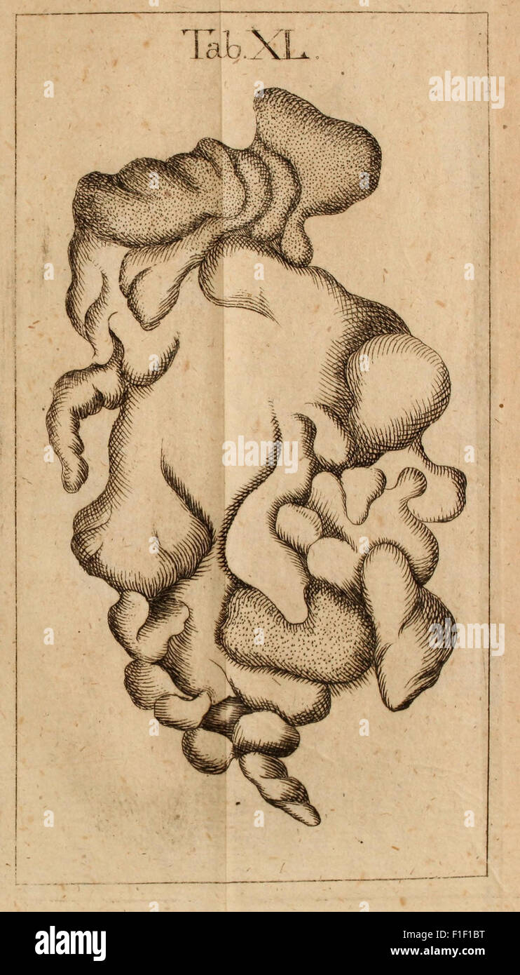 Dissertationes ad scientiam naturalem pertinentes Stock Photo - Alamy