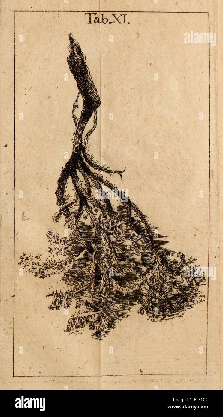 Dissertationes ad scientiam naturalem pertinentes Stock Photo - Alamy